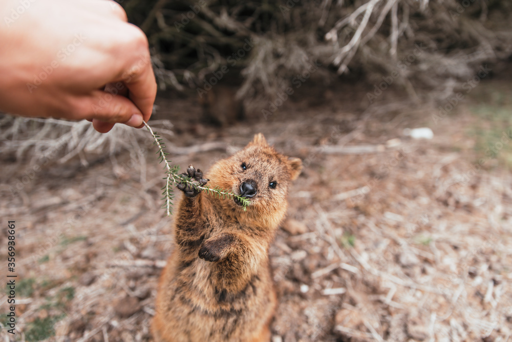 Tourist hand feeding cute quokka with green twig. Wild baby quokka on ...