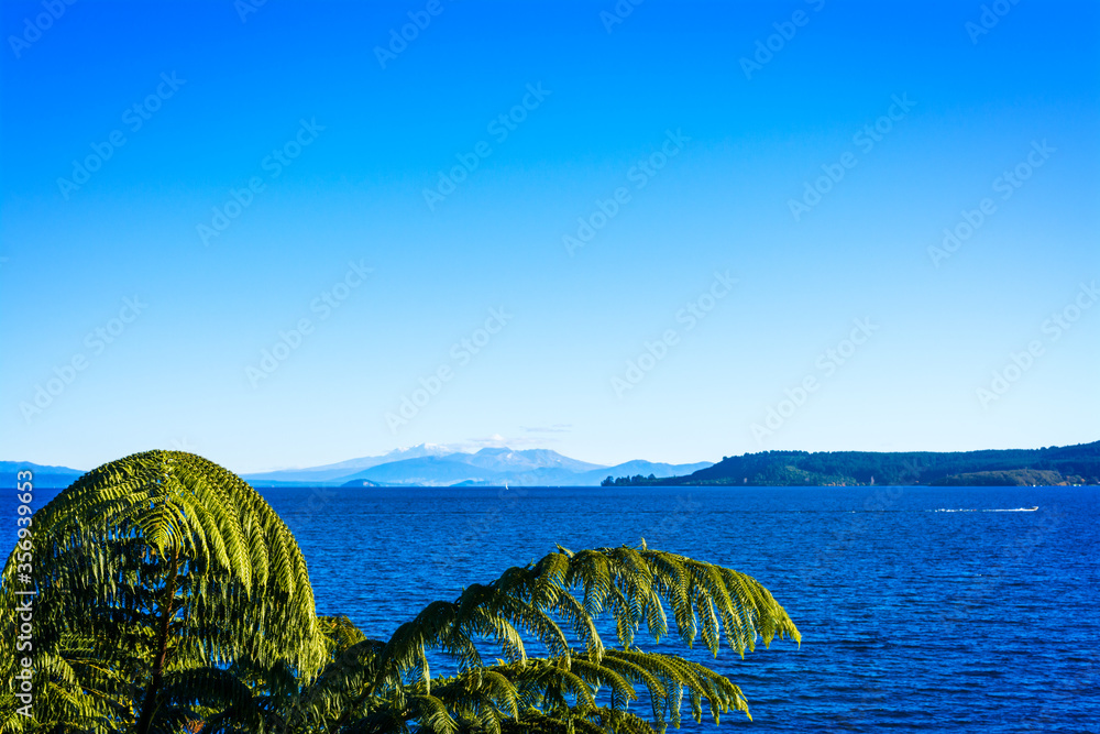 Foto de Natural background with tree fern branches above the water of ...