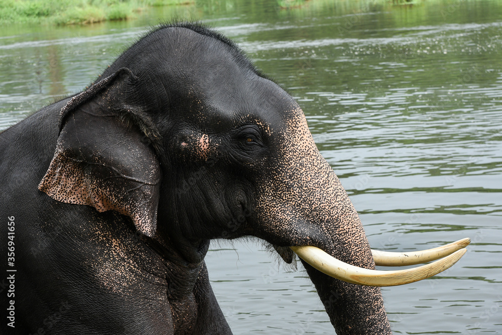 Wild Indian elephant bathing in river, Asian tusker male spraying water ...