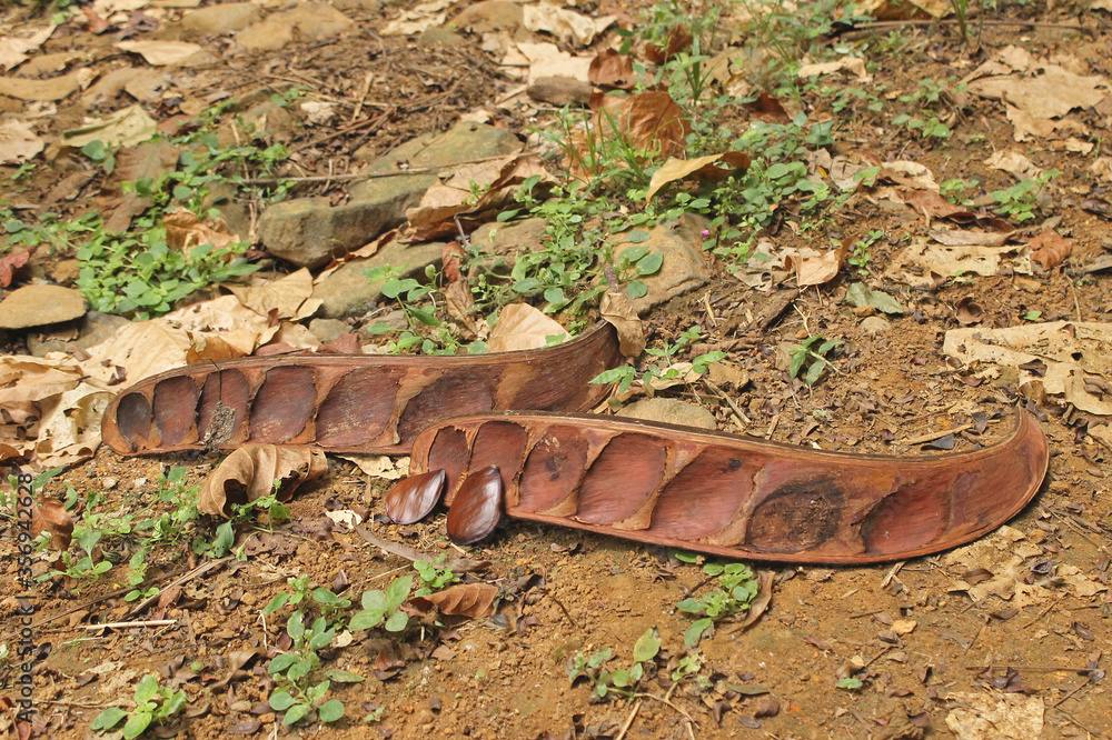 Giant seeds of Pentaclethra macrophylla, a genus of flowering plants in ...