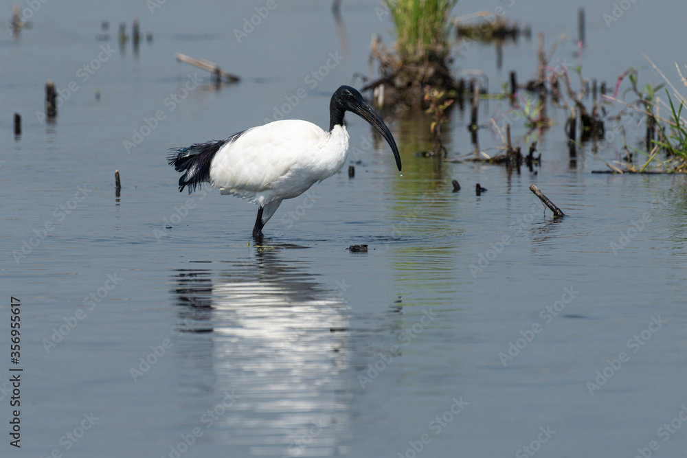 Ibis sacré,.Threskiornis aethiopicus, African Sacred Ibis Stock Photo ...