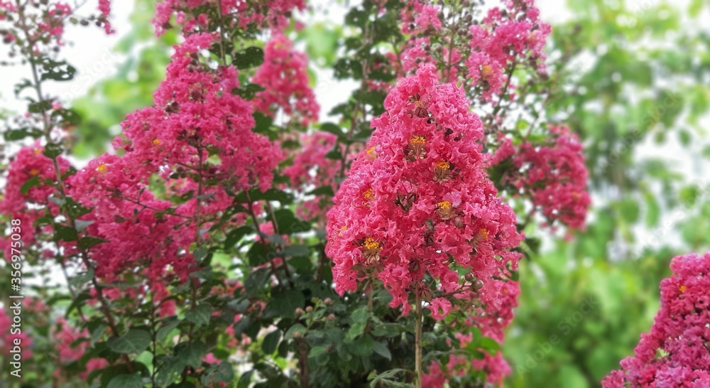 Crepe-myrtle. Crape Flower. Common Crape Myrtle. Indian lilac. Chinese ...