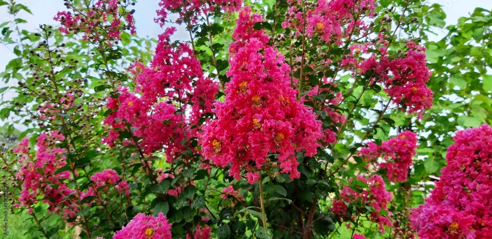 Crepe-myrtle. Crape Flower. Common Crape Myrtle. Indian lilac. Chinese ...