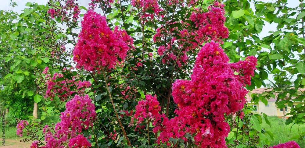 Crepe-myrtle. Crape Flower. Common Crape Myrtle. Indian lilac. Chinese ...