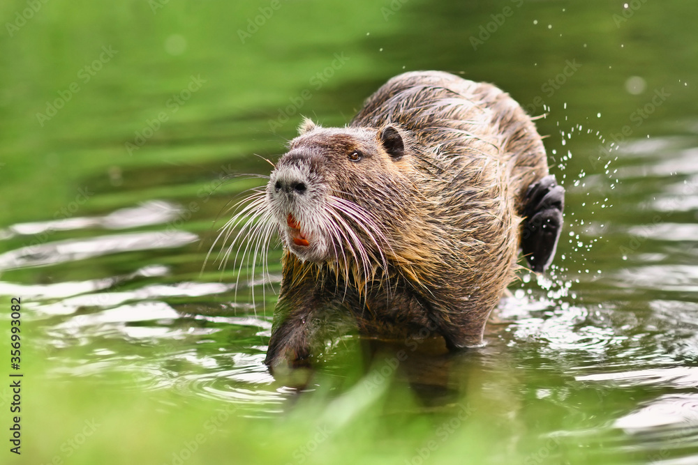 Semiaquatic rodent called 'Myocastor Coypus', commonly known as 'Nutria ...