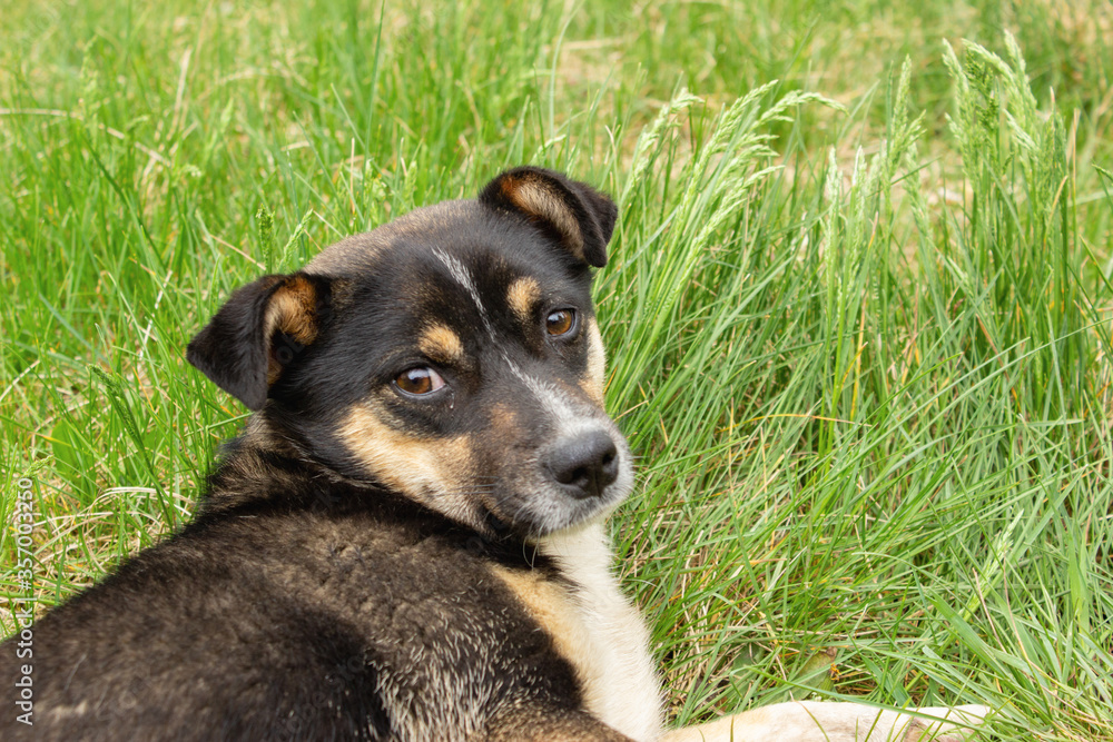 HOW TO FIX DOG URINE SPOTS ON LAWNS Stock Photo | Adobe Stock