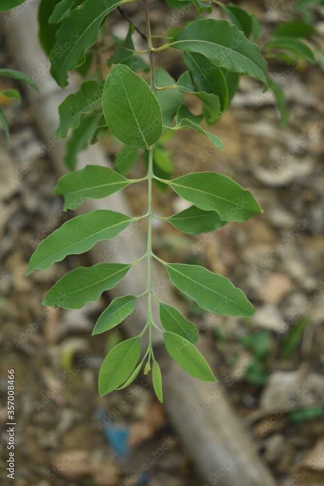 Santalum Album Green Leaves of Sandalwood Plant Selectively focused in ...