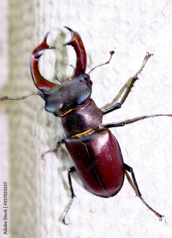 Big beautiful stag beetle. Stag beetle (Lucanus cervus). One of the ...
