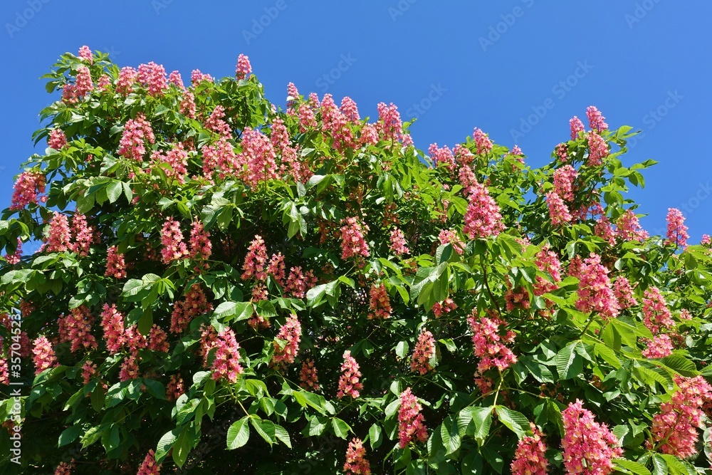 Pink flowers of the red horse chestnut tree Aesculus Stock Photo ...