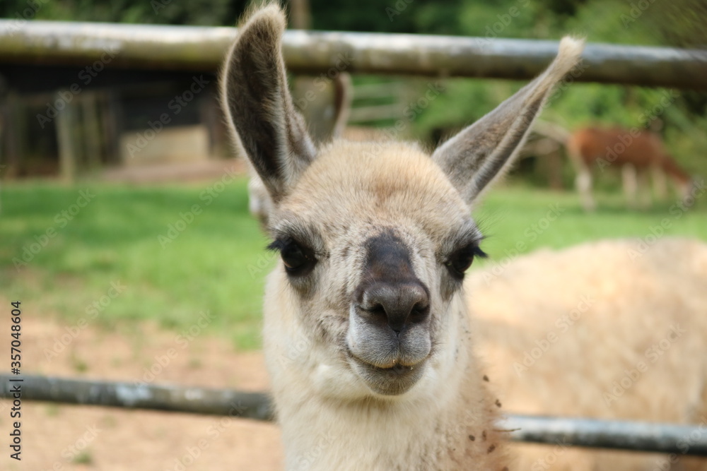 Foto de Foto de uma lhama no meio de um parque Jardim Zoologico em ...