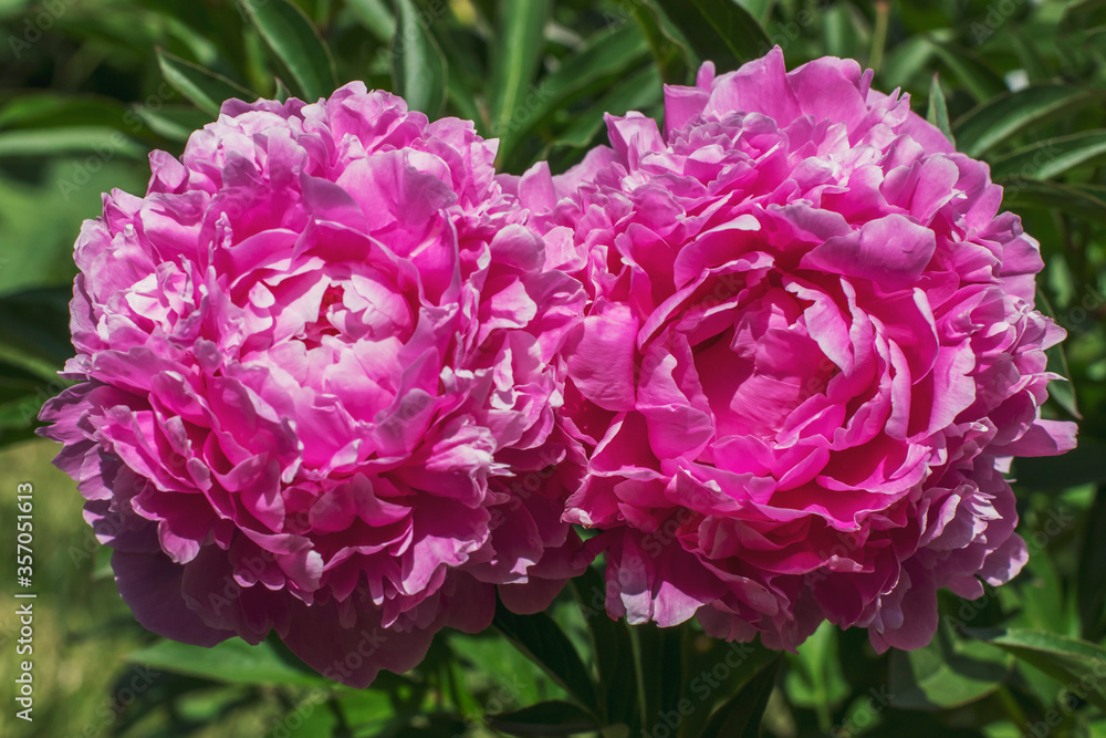 Two large pink peonies close-up grow next to each other. Beautiful ...