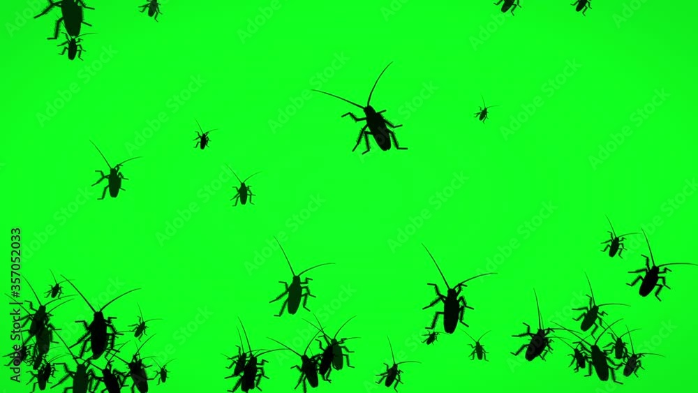 Bugs On Green Screen Animated Silhouette Stock Video | Adobe Stock