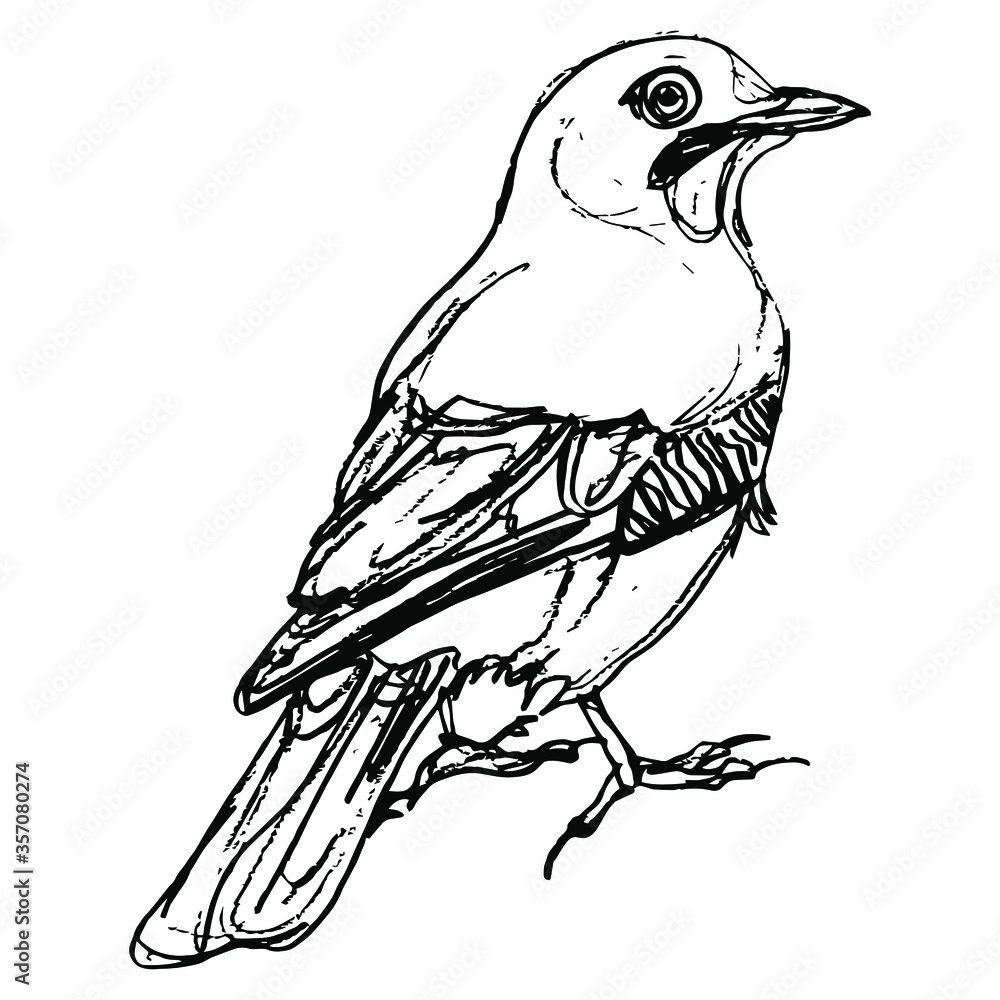 Eurasian jay bird (Garrulus glandarius). Hand drawn linear doodle ink ...