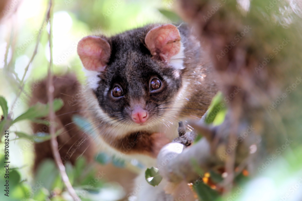 Cute Ring Tailed Possum