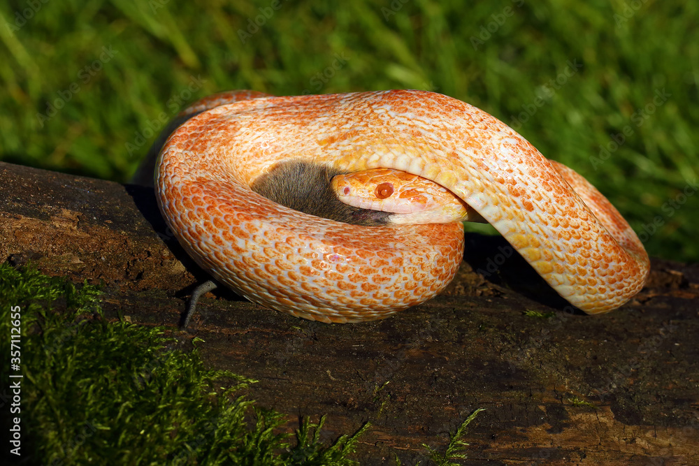 The corn snake (Pantherophis guttatus) with prey on a green background ...