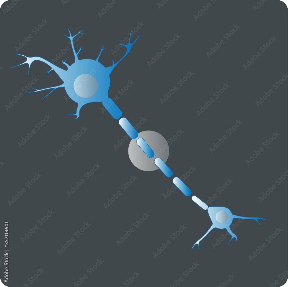 bipolar neuron is a structurally functional unit of the nervous system ...
