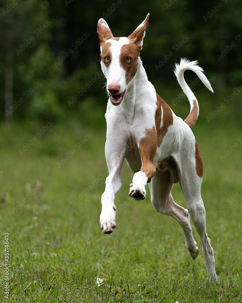 White dog with red spots breed the Podenco of Ibicenco running around ...