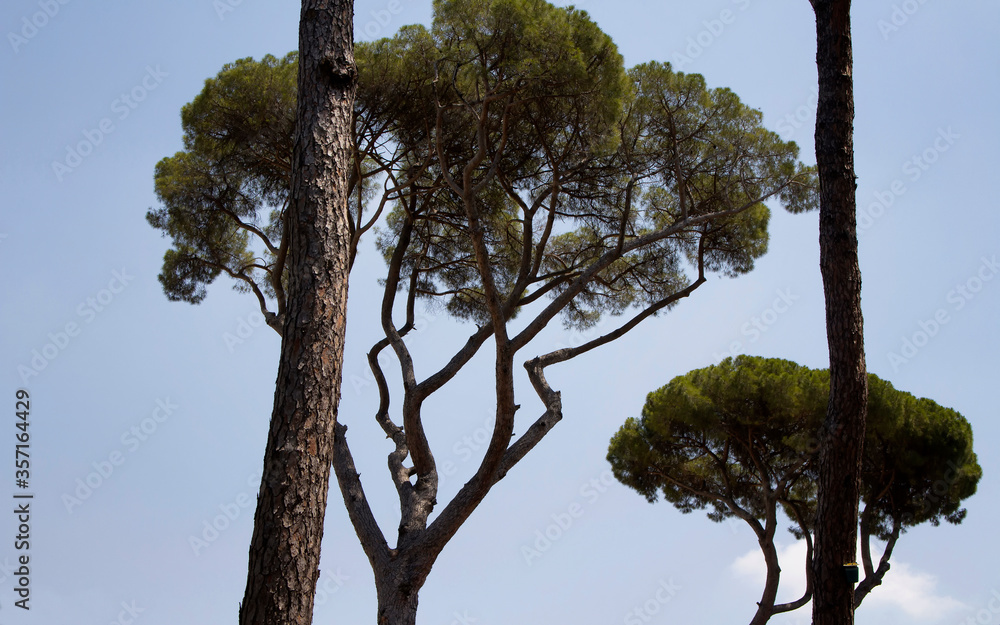 Mediterranean stone pine trees at Borghese Villa garden in Rome ...