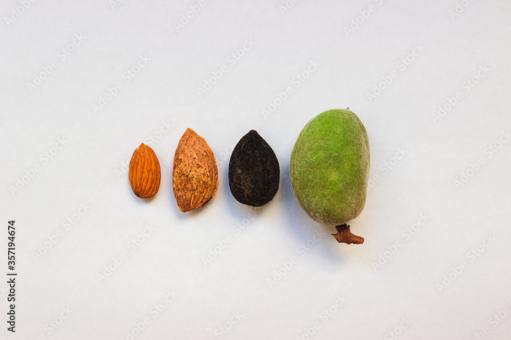 Four stages of almond ripening - from green nut to ripe Stock Photo ...