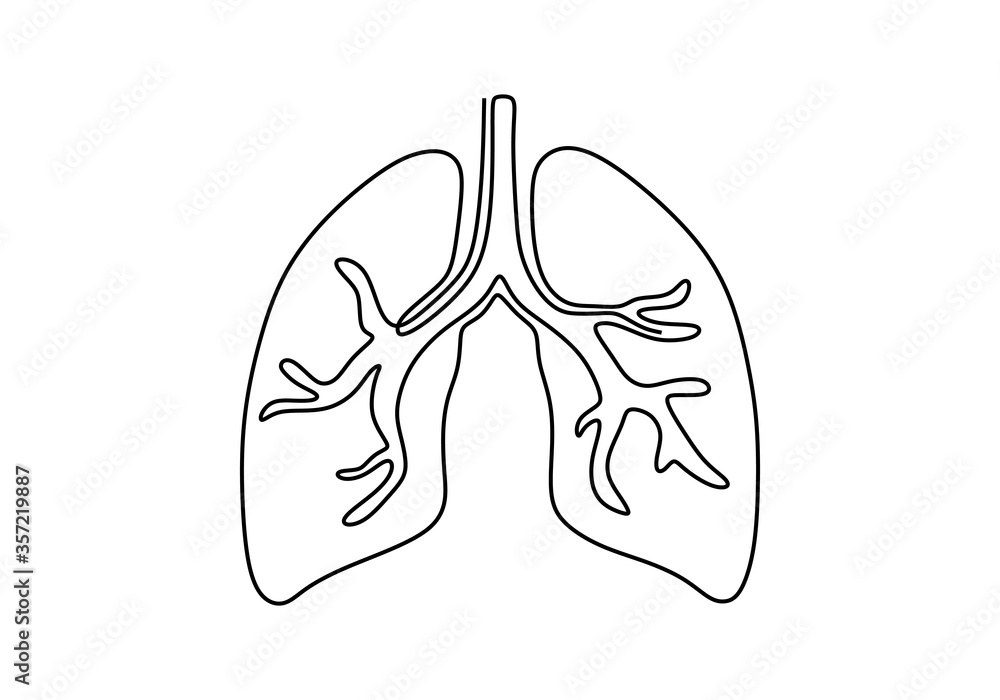 One continuous line art anatomical human lungs. Lungs and trachea ...