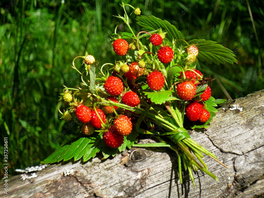 Wild strawberry bunch with leaves on wood trunk. Strawberry plant wild ...