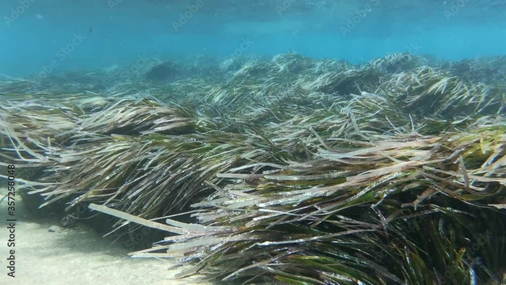 Vidéo Stock Underwater grass/ Posidonia oceanica in the Mediterranean ...