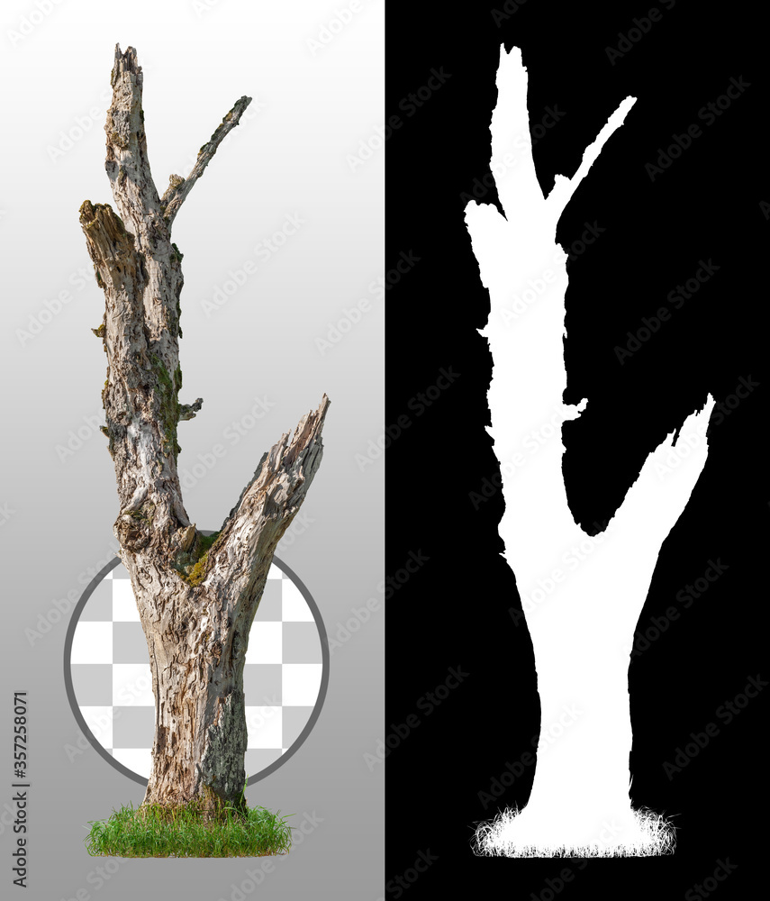 Cut out tree trunk. Dead tree isolated on transparent background via an alpha channel. Bare tree ...