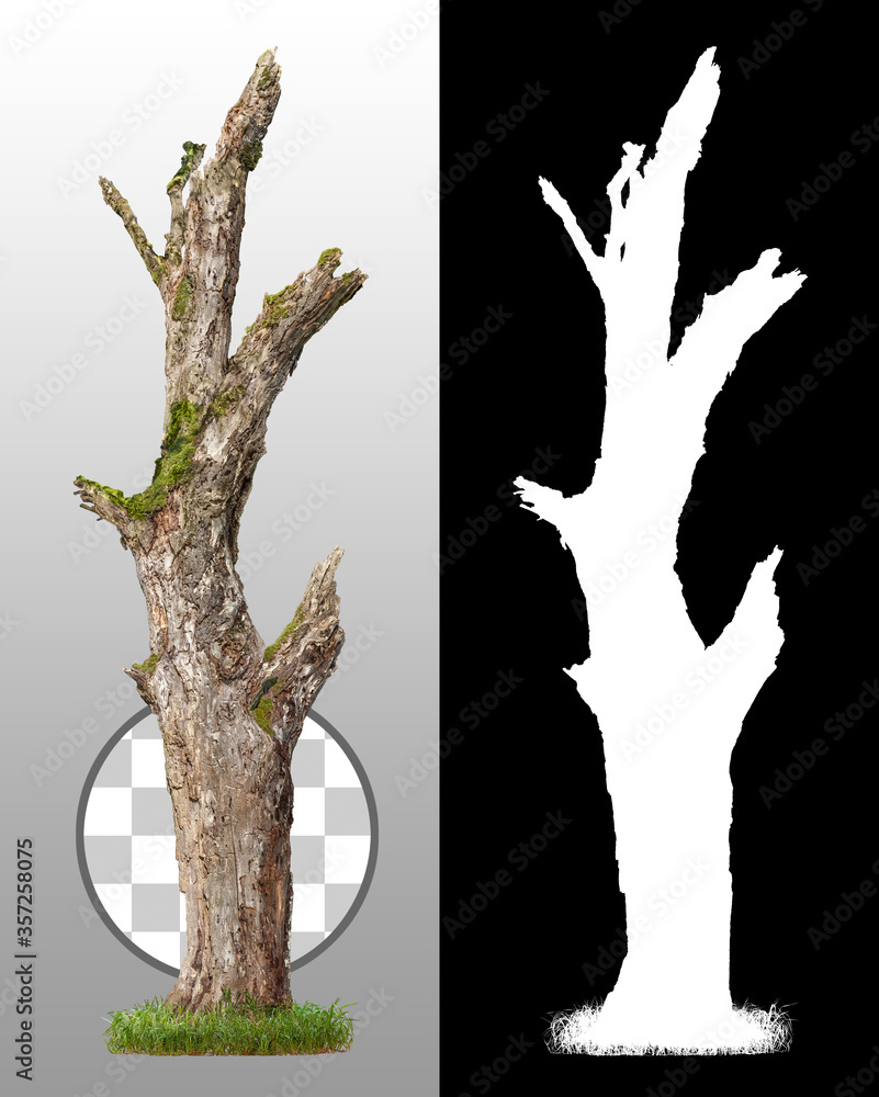 Cut out tree trunk. Dead tree isolated on transparent background via an alpha channel. Bare tree ...