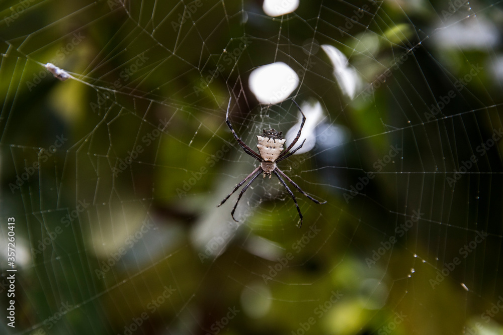 Spider hanging in spider web Stock Photo | Adobe Stock