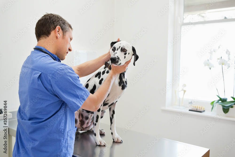 Veterinarian examining dog in vet's surgery Stock Photo | Adobe Stock