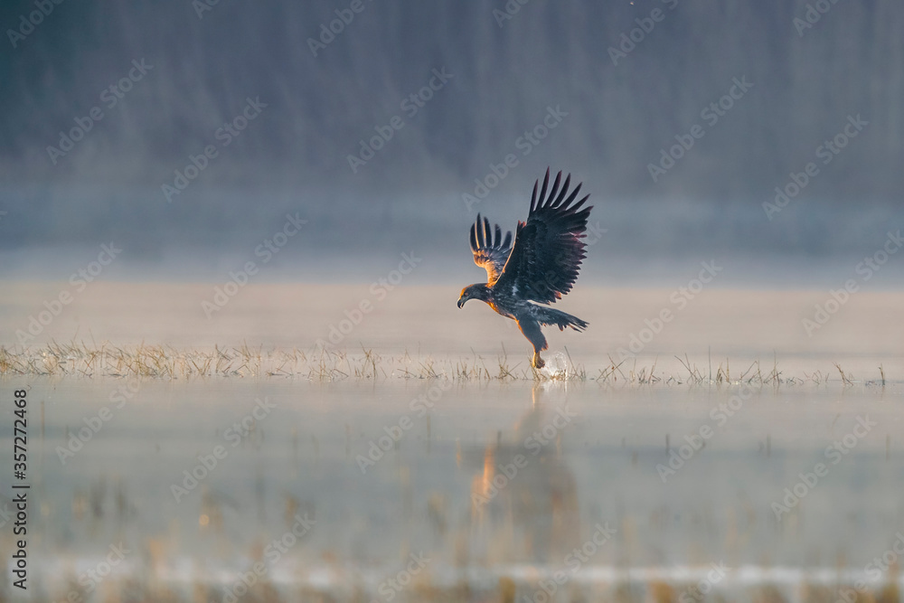 A mighty bird of prey in a majestic pose hunts in the first rays of the ...