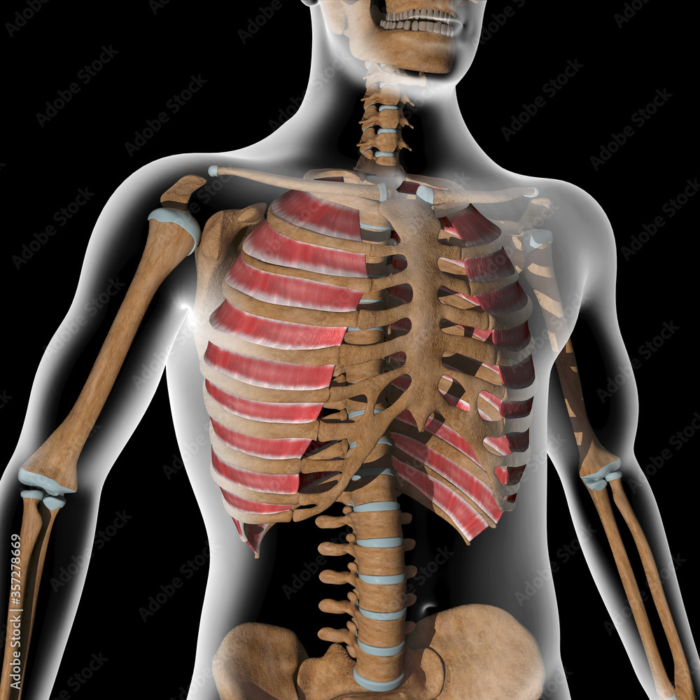 3d Illustration of the External Intercostal Muscles on Xray Body Stock ...