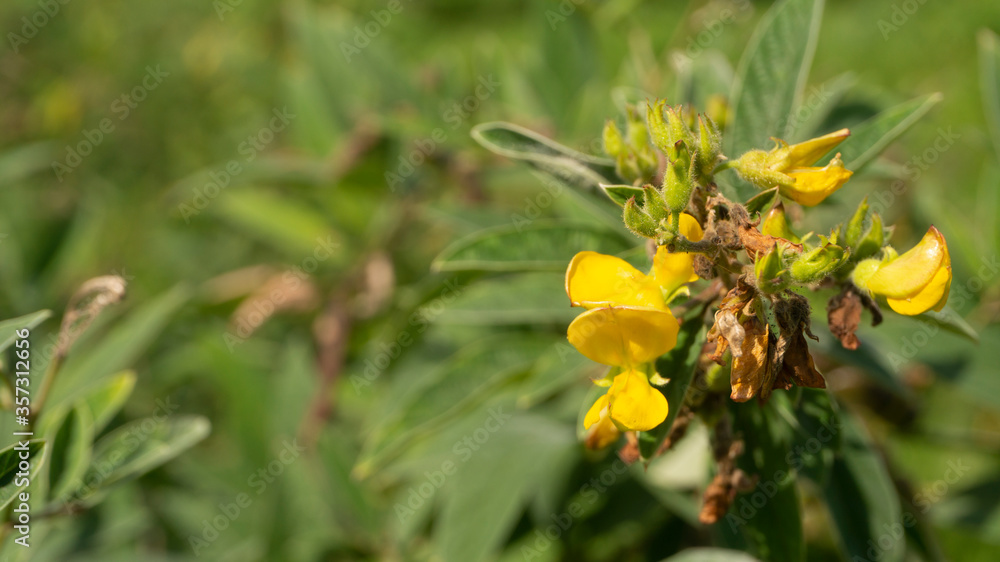 The flowerr of Cajanus cajan, is an annual (perennial) bean plant Stock ...