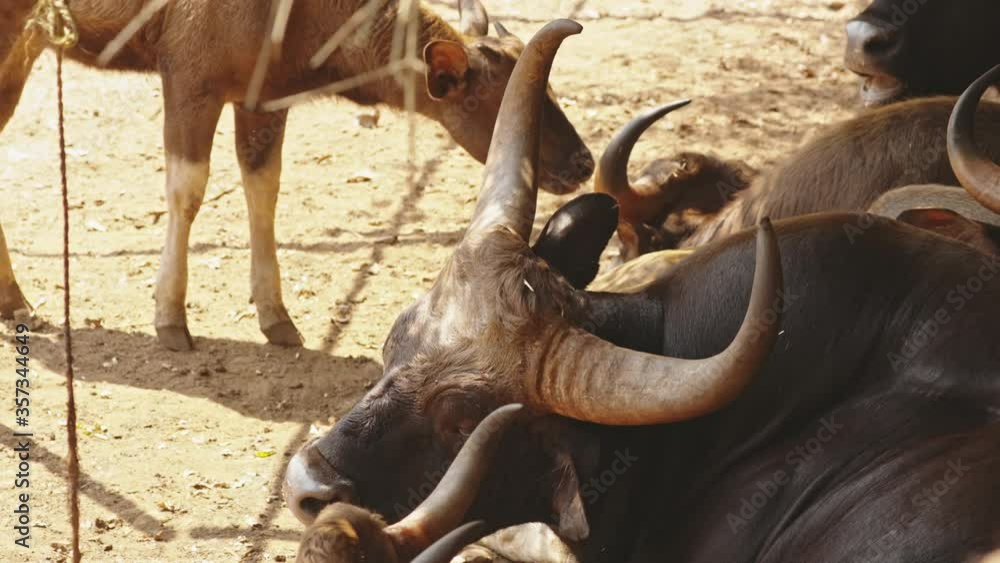 Goa, India. Gaur Bull, Bos Gaurus Or Indian Bison. It Is The Largest ...