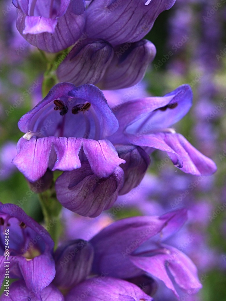 Purple Flower Mouth
