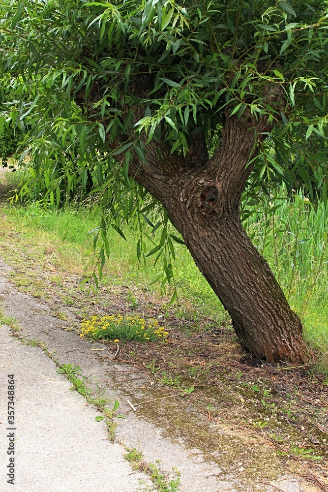 Solitaire willow tree, densely leafed during late spring season ...