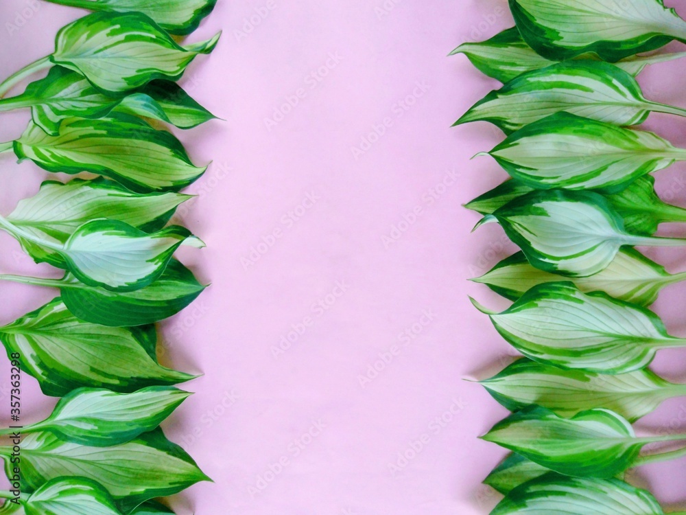 Hosta green leaves border on coral pink background. Summer hosta plant ...