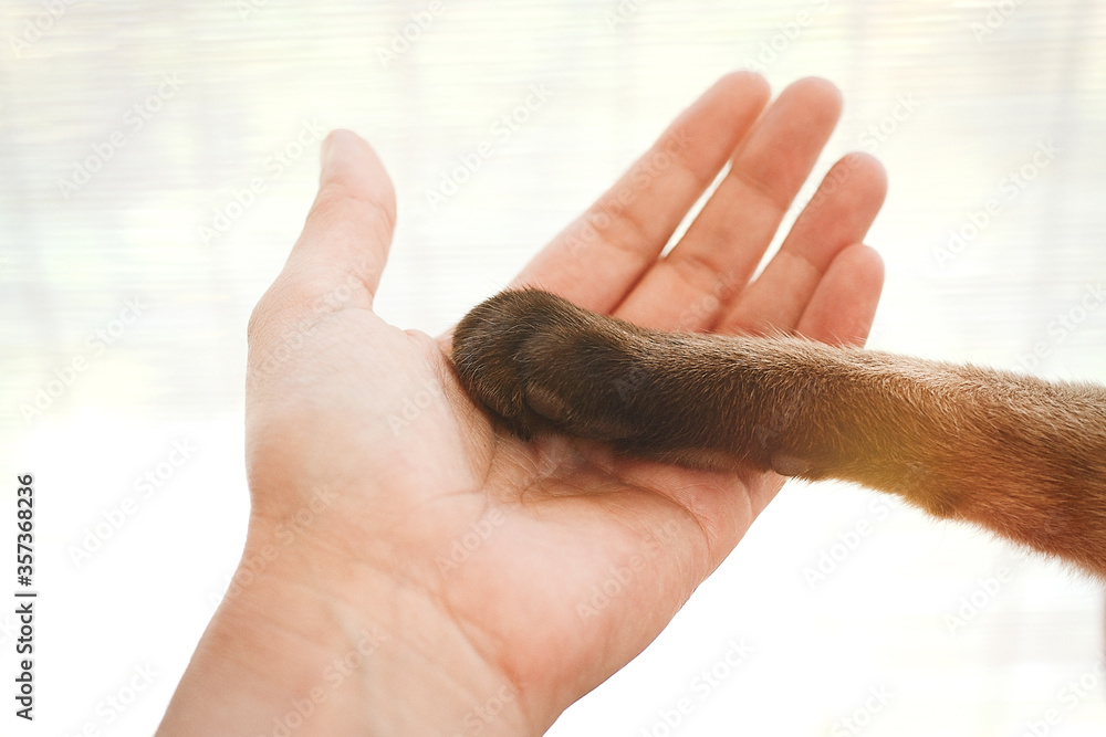 Cat's foot and human hand, concept of bonding and care. Stock Photo ...