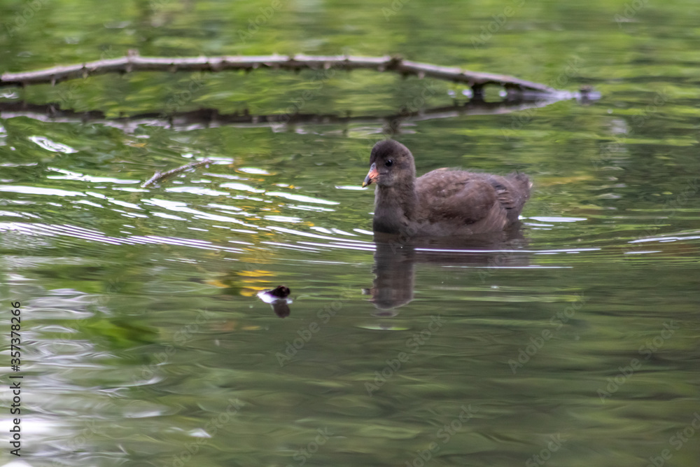 Black bald-coot young biddy from beak to beak feeding with fluffy ...