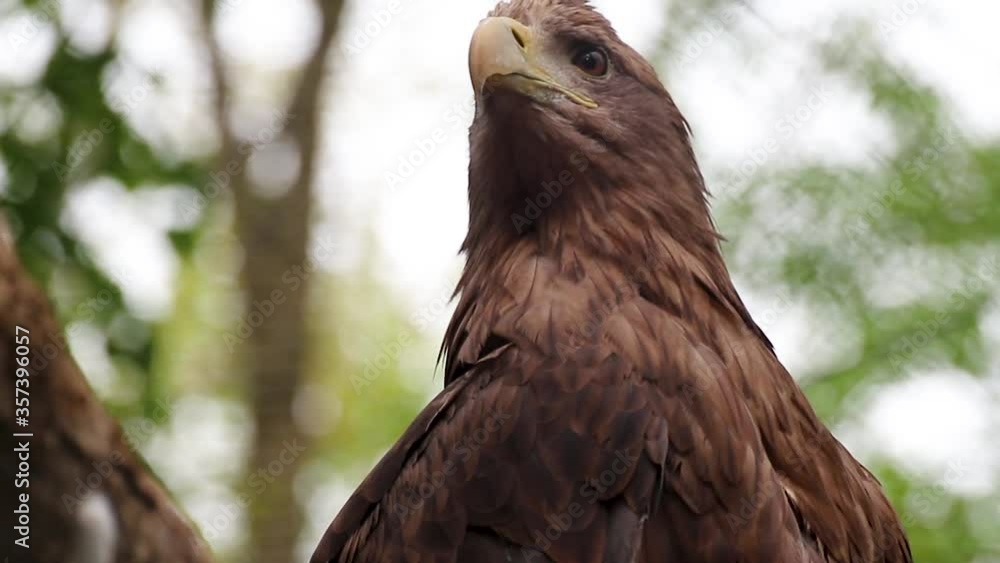 Vidéo Stock Golden eagle with yellow beak head close-up on blurry ...