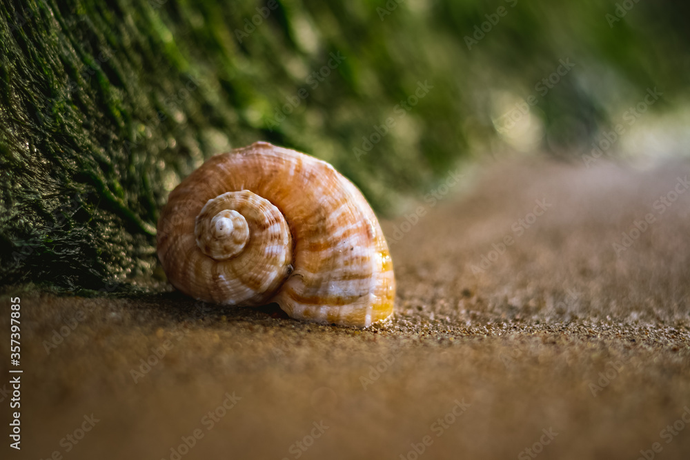Big seashell on the sand on the beach with water sea grasses in the ...