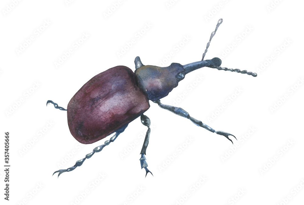 Watercolor weevil beetle isolated on a white background, ideas for ...