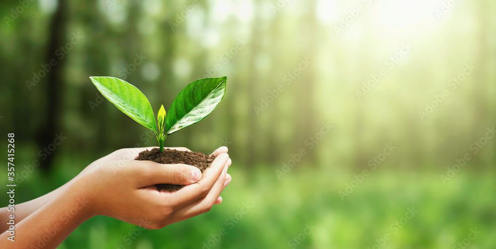 hand holding small tree for planting in gardren. concept eco ...