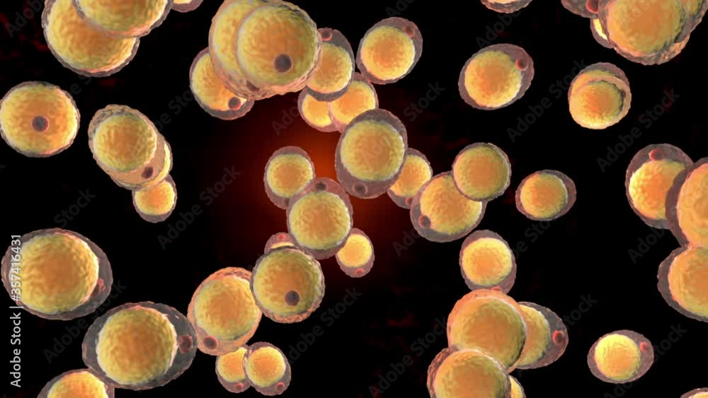 Stockvideon 3D Animation of a cluster of Fat cells aka Adipocytes ...