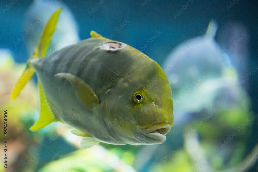 Fish under water. Golden trevally (Gnathanodon speciosus), also known ...