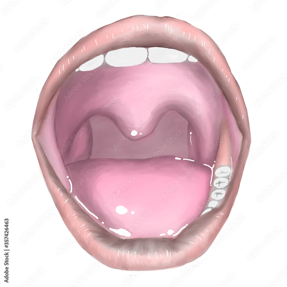 the anatomy of oropharynx of human. Stock Illustration | Adobe Stock