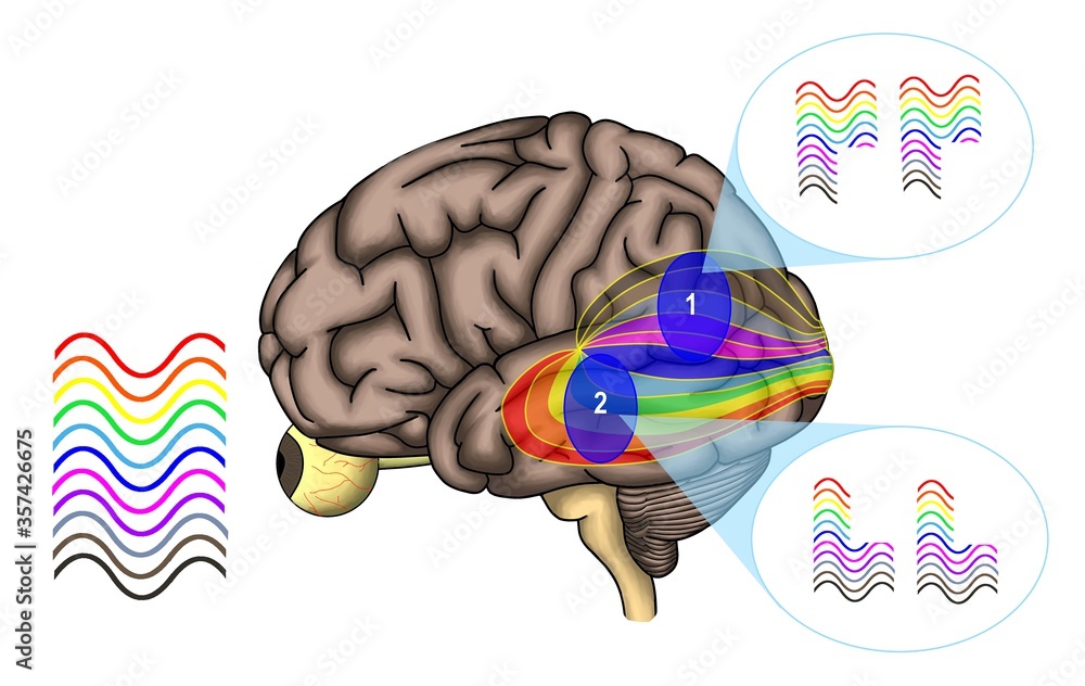 The patterns of visual field defect according to the the difference ...