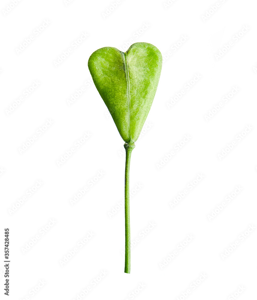 Capsella bursa-pastoris, known as shepherd's purse because of its ...