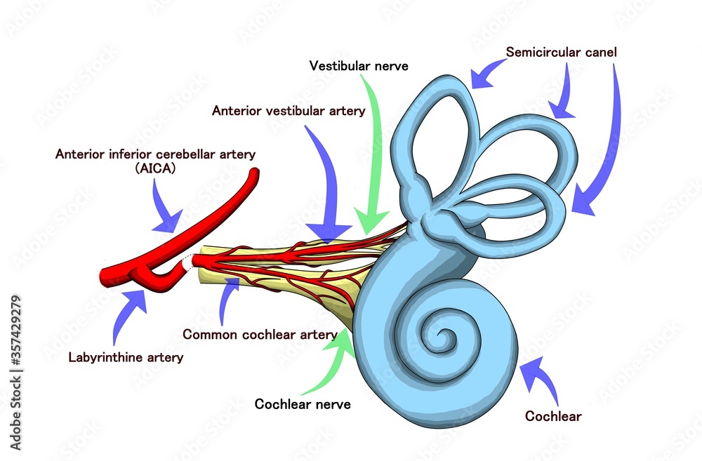 Blood supply of human's vestibular and cochlear system. ilustración de ...