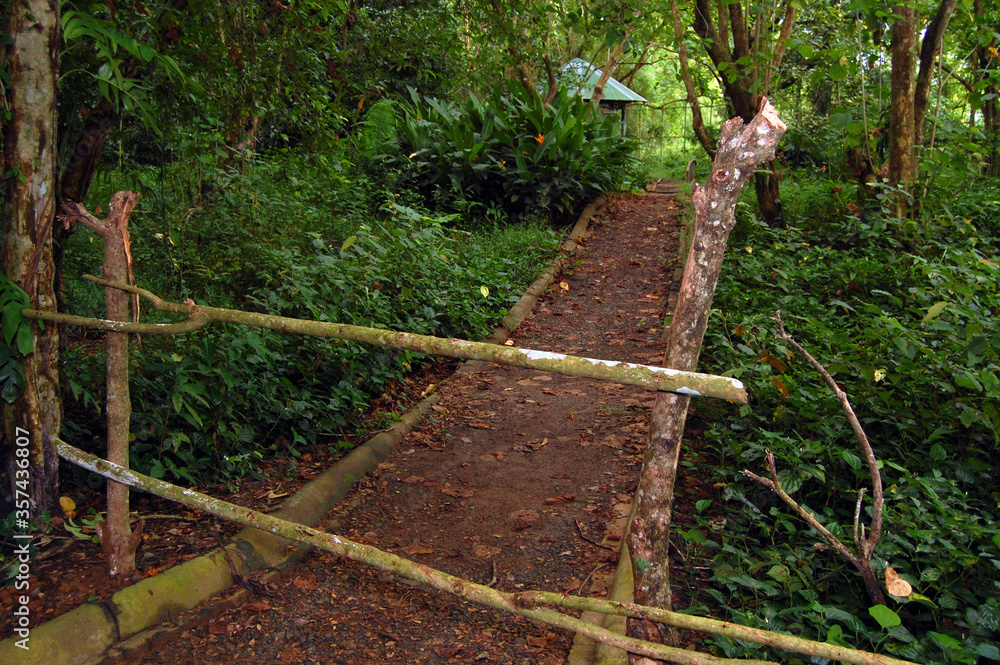 Pathway at the forest in Puerto Princesa, Palawan, Philippines Stock ...